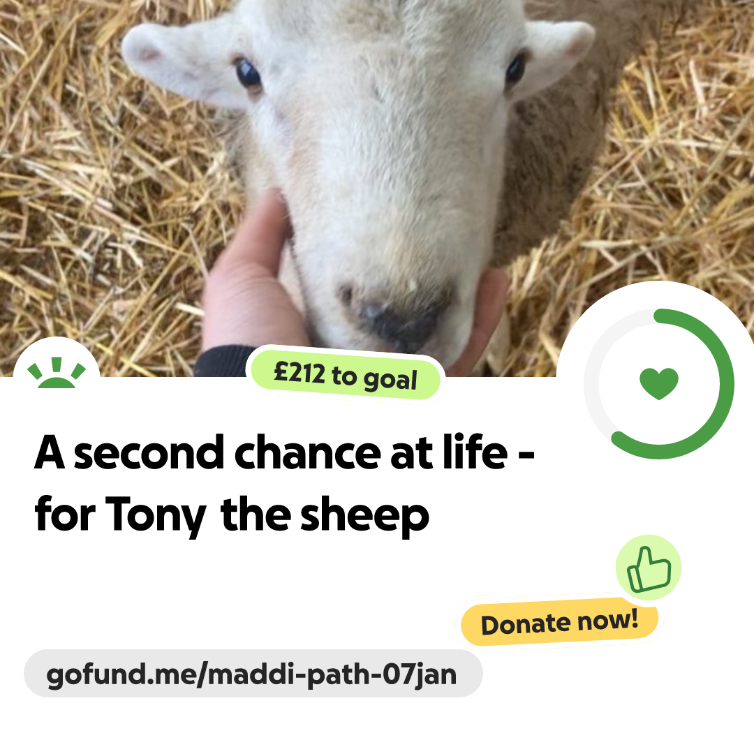 Fundraiser by Maddi Cottle : A second chance at life - for Tony the sheep