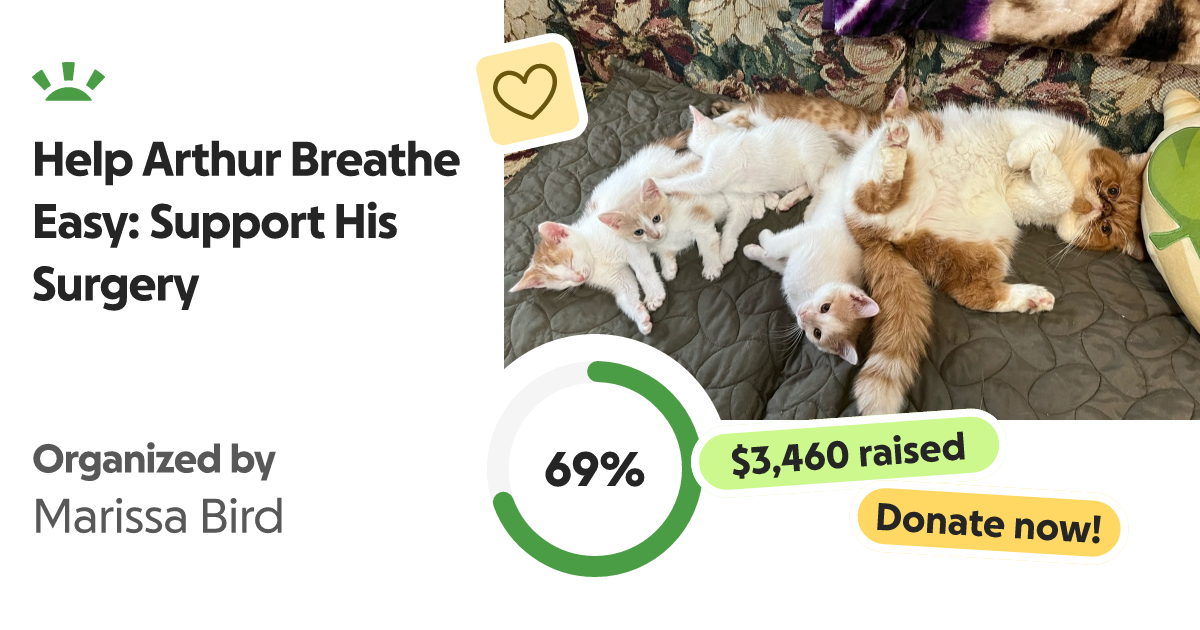 Fundraiser by Marissa Bird : Help Arthur Breathe Easy: Support His Surgery