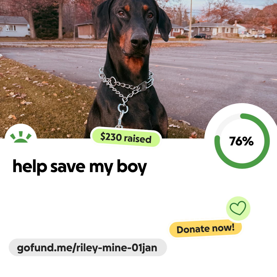 Fundraiser for Wayne Barnes by riley sicurella : help save my boy